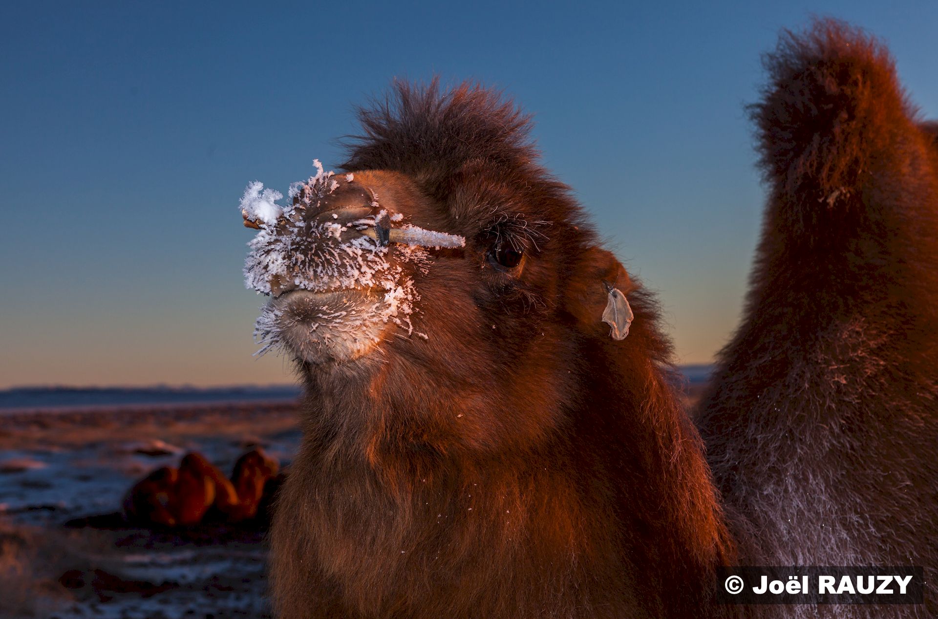 FAQ - Séjour hivernal dans le désert de Gobi :: iZiTREK